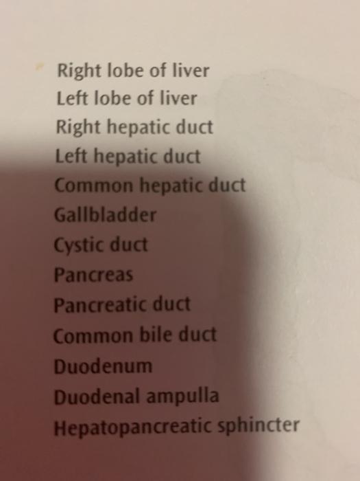 Solved 146 Lab 10 10 Intestinal lumen Die duct and pancreas | Chegg.com