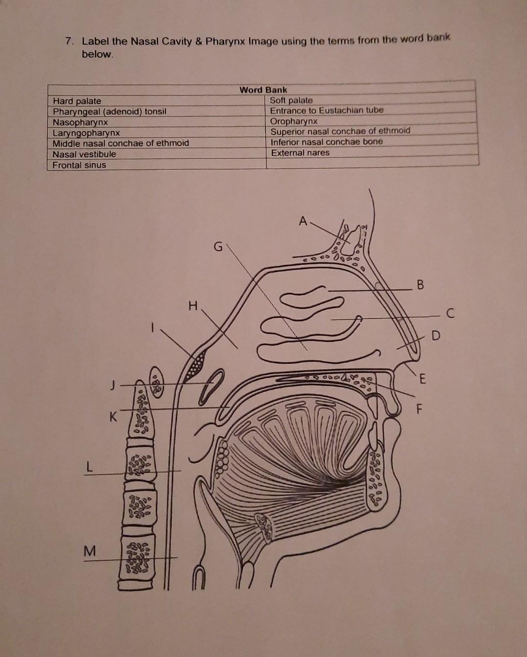 Solved 2. Draw the respiratory system and label each part of | Chegg.com
