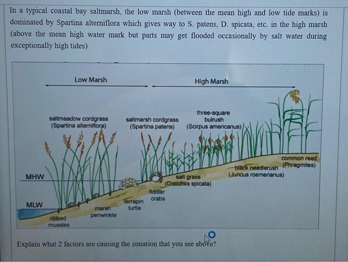 Solved In a typical coastal bay saltmarsh, the low marsh | Chegg.com