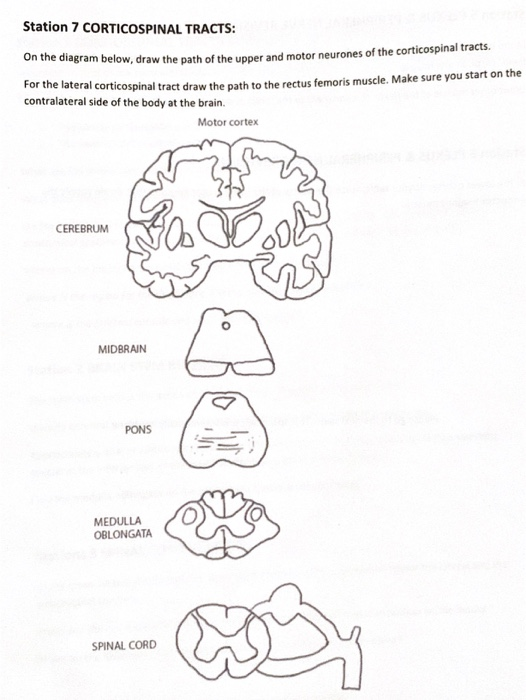 Solved Station 7 CORTICOSPINAL TRACTS: hagram below, draw | Chegg.com