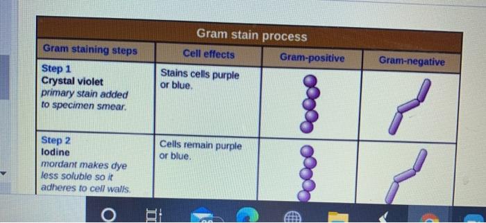 Solved Gram stain process Gram staining steps Cell effects | Chegg.com