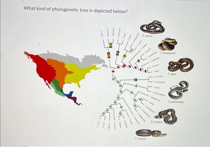 Solved What kind of phylogenetic tree is depicted below? | Chegg.com