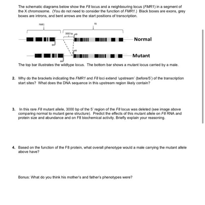 Solved The schematic diagrams below show the F8 locus and a | Chegg.com