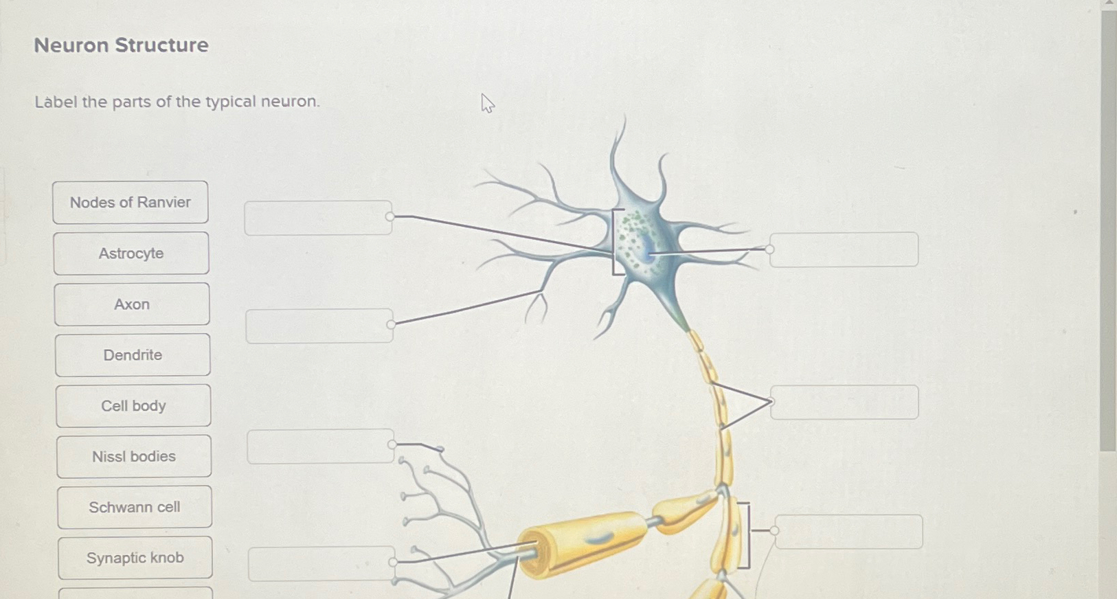 Solved Neuron StructureLabel the parts of the typical | Chegg.com