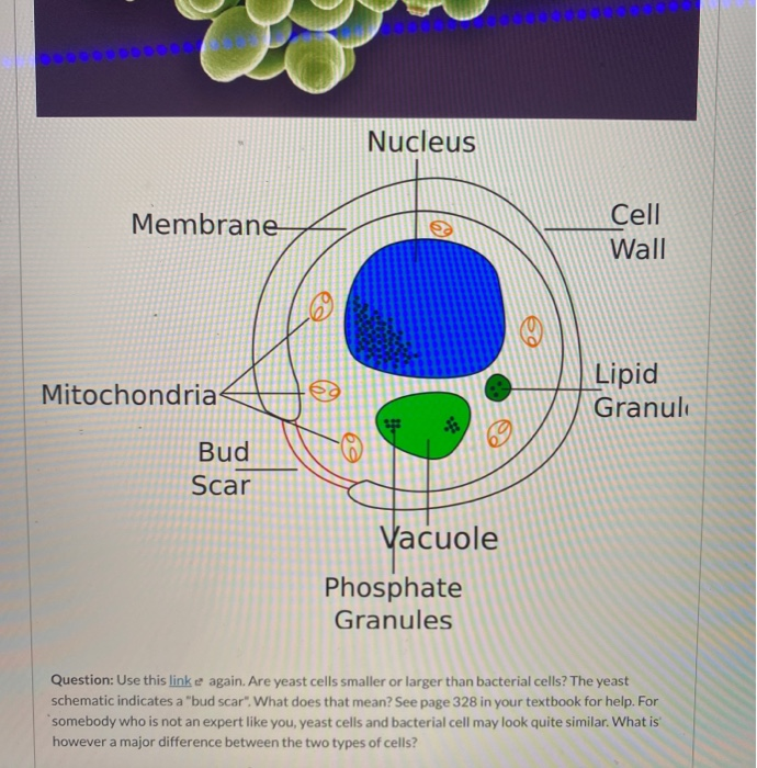 Solved unterent COTOTS TOPSU Contrastandup you uistinguin | Chegg.com