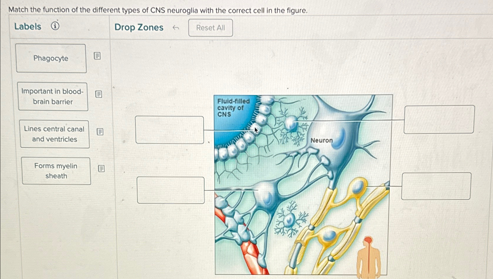 Solved Match The Function Of The Different Types Of Cns 