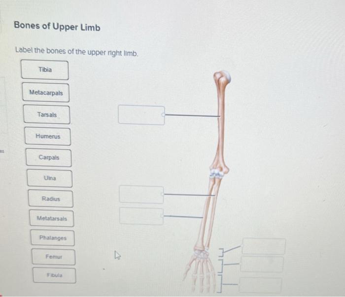 Solved Bones of Upper Limb Label the bones of the iannar | Chegg.com