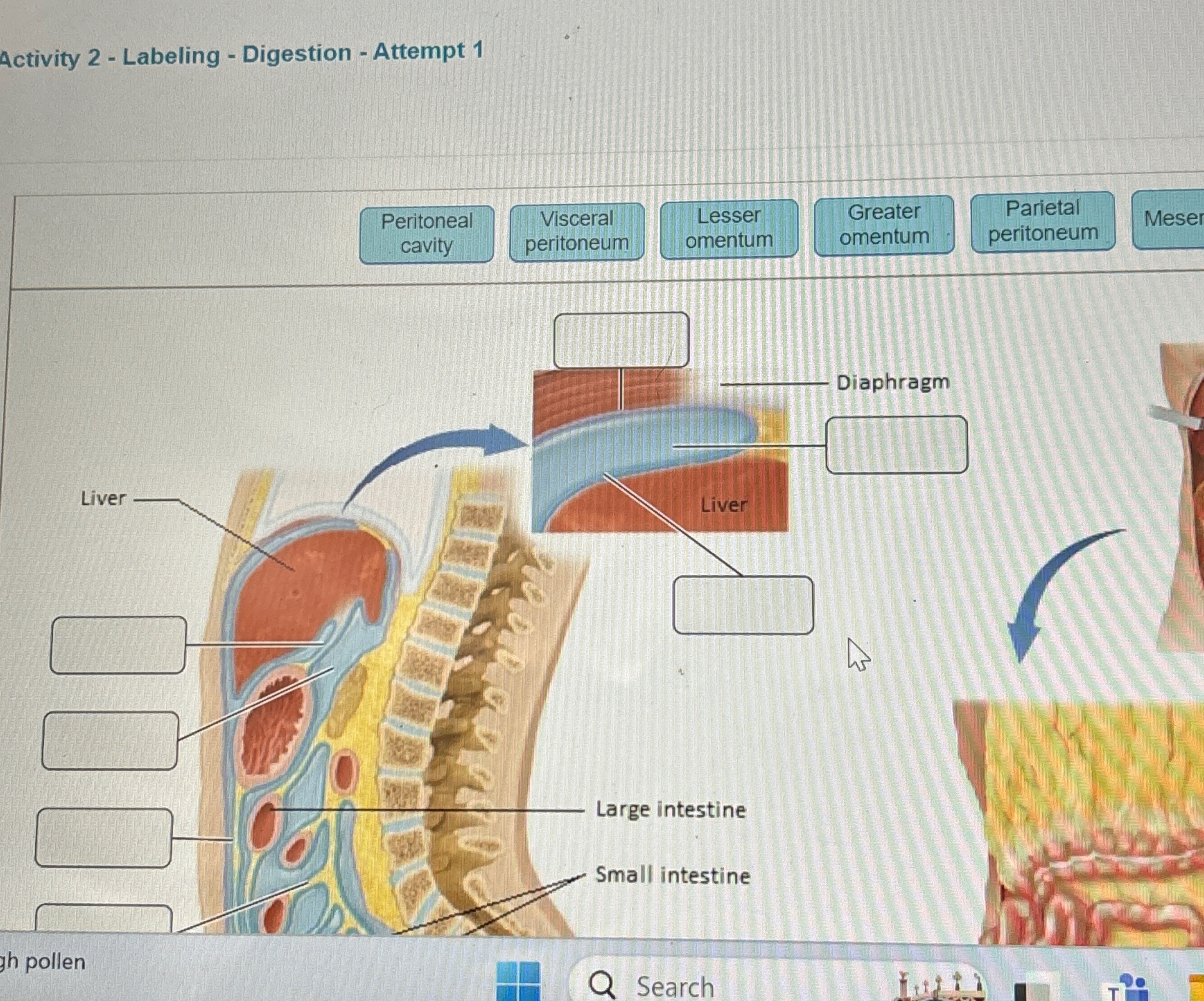 Solved Activity 2 - ﻿Labeling - ﻿Digestion - ﻿Attempt | Chegg.com