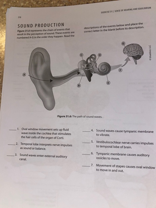Solved EXERCISE 31 SENSE OF HEARING AND EQUILIBRIUM 210 | Chegg.com