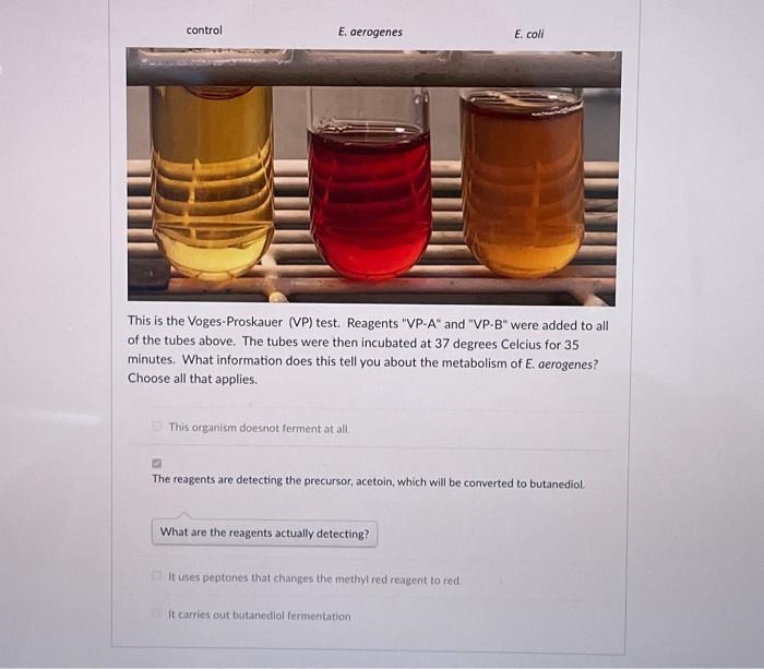 Solved This is the Voges-Proskauer (VP) test. Reagents | Chegg.com