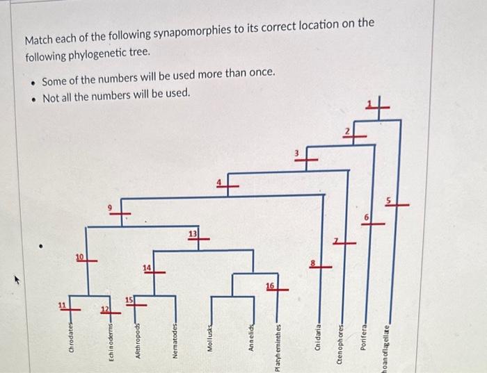 Solved Match each of the following synapomorphies to its | Chegg.com