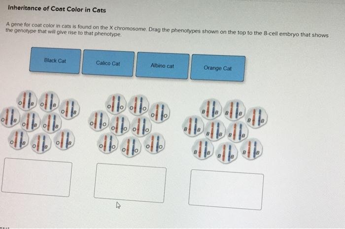 Solved Inheritance of Coat Color in Cats A gene for coat | Chegg.com