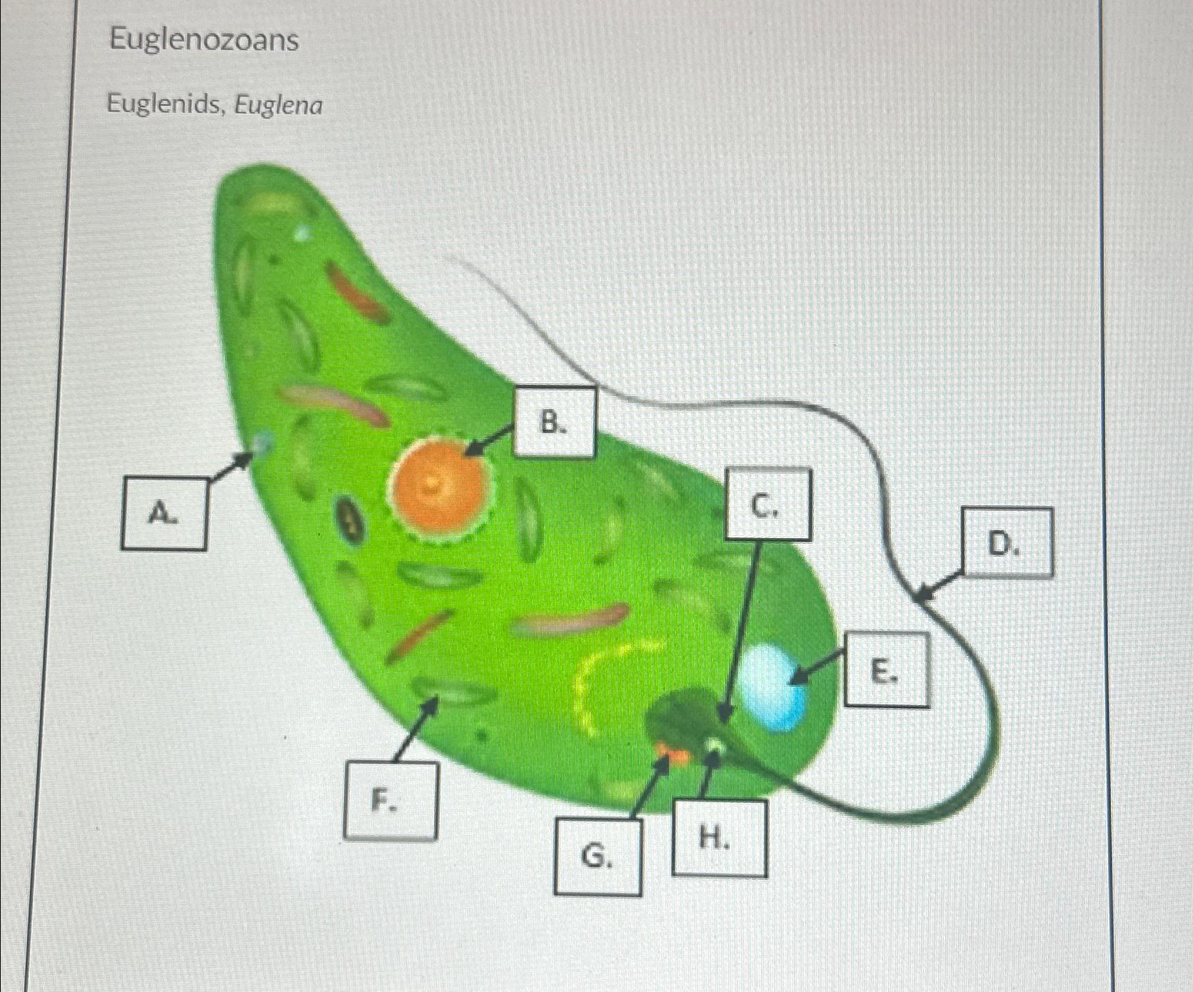 Solved EuglenozoansEuglenids, Euglena | Chegg.com