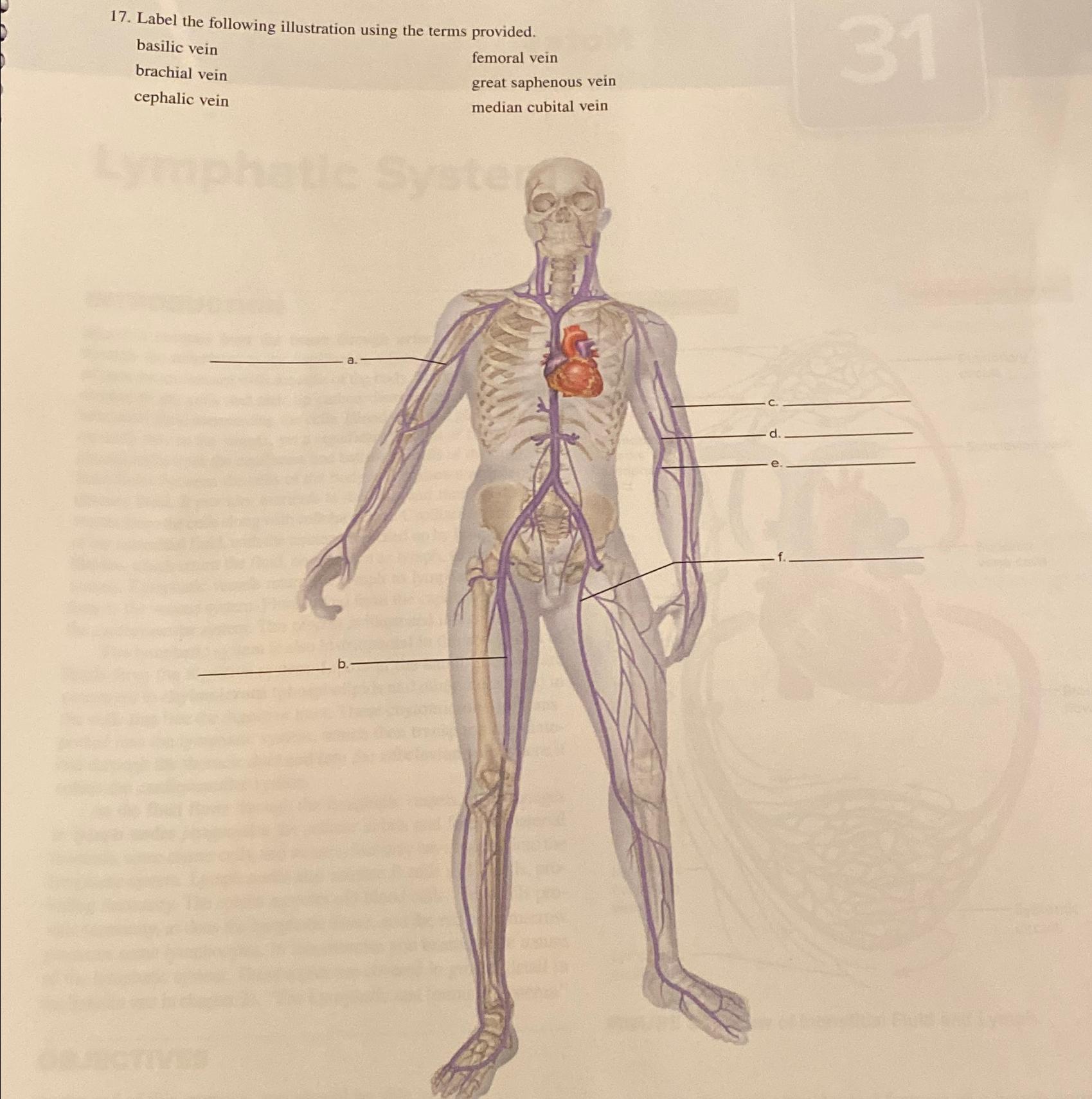 Solved Label the following illustration using the terms | Chegg.com