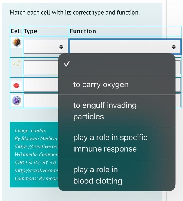 Solved Match each cell with its correct type and function. | Chegg.com