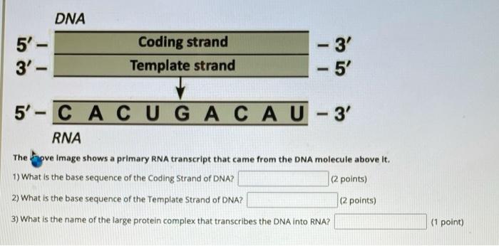 Solved DNA 5' - 3'- Coding strand Template strand - 3' - 5' | Chegg.com