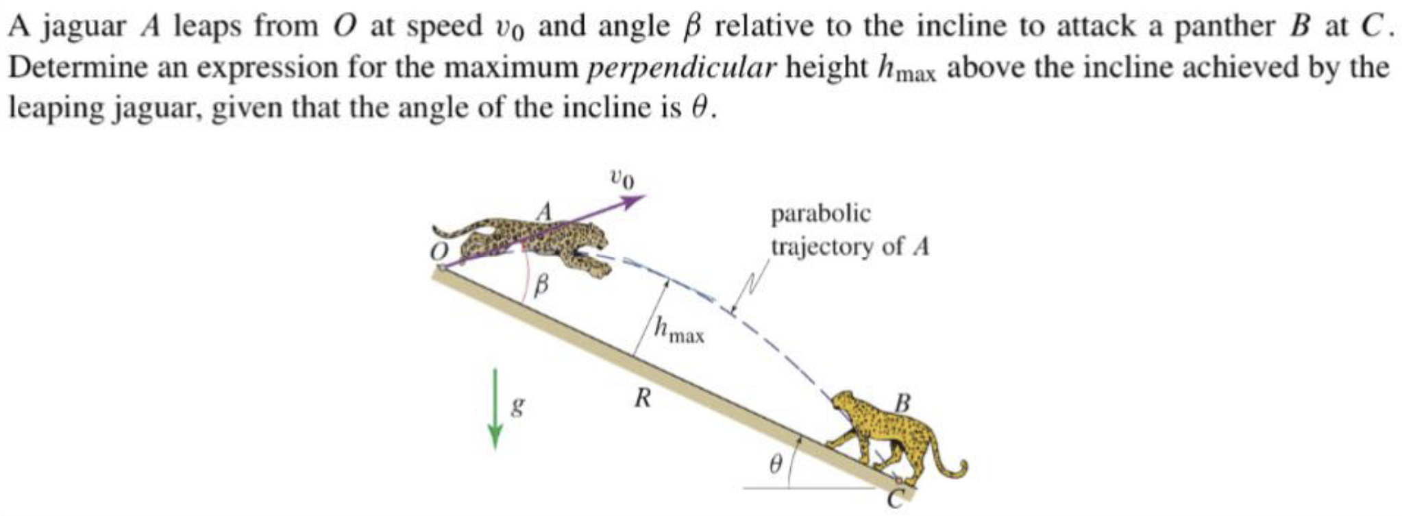 Solved A jaguar A leaps from O ﻿at speed v0 ﻿and angle β | Chegg.com
