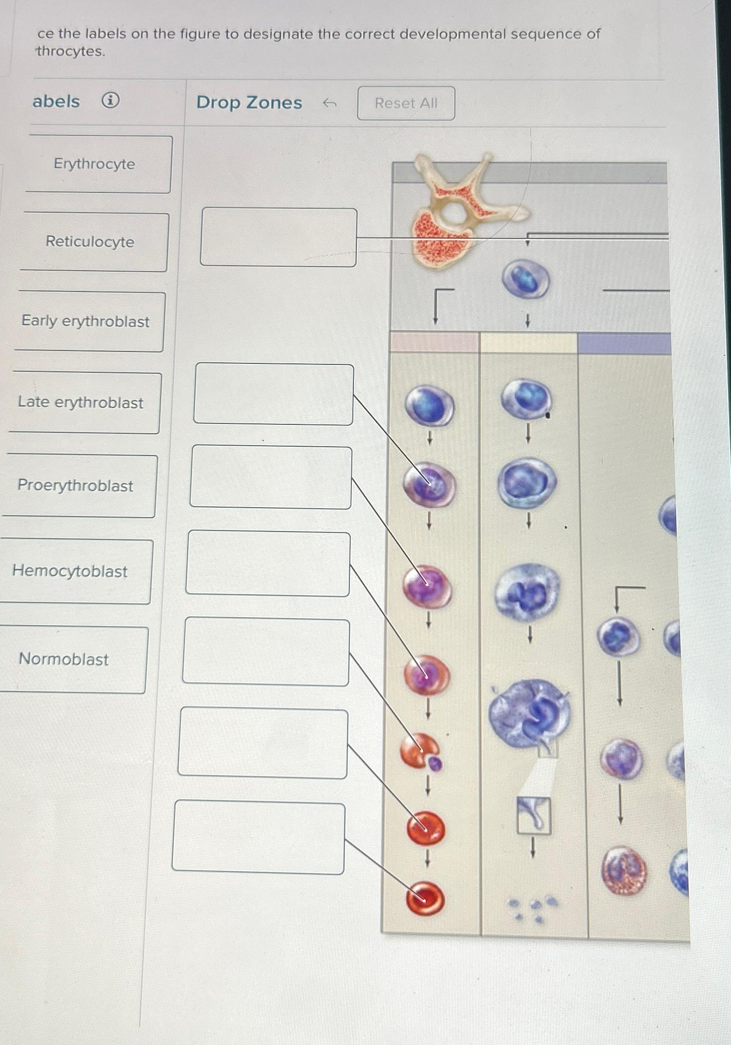Solved ce the labels on the figure to designate the correct | Chegg.com