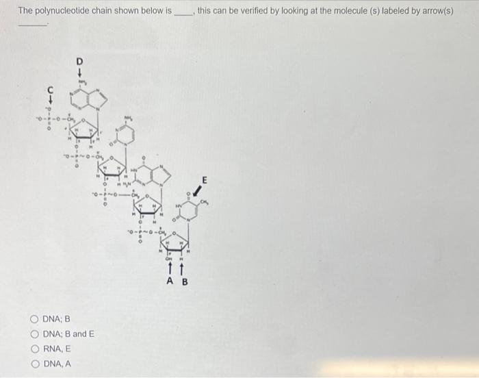 Solved The polynucleotide chain shown below is this can be | Chegg.com