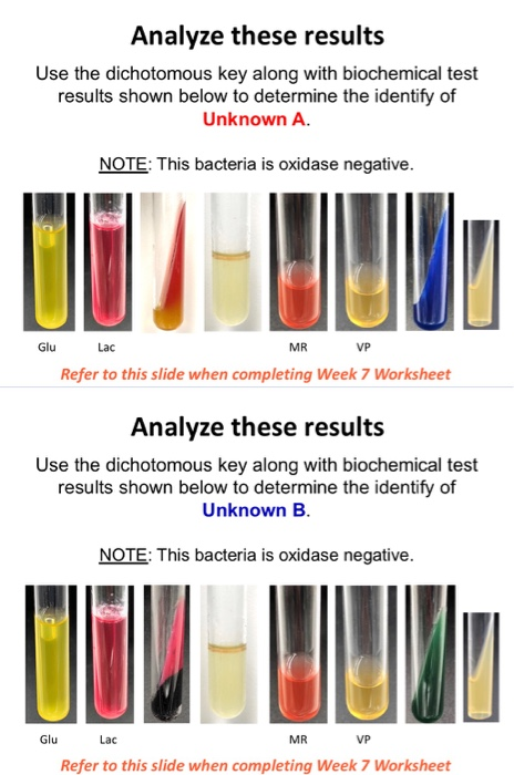 Week 7 Worksheet Biochemical Testing: Enteric | Chegg.com