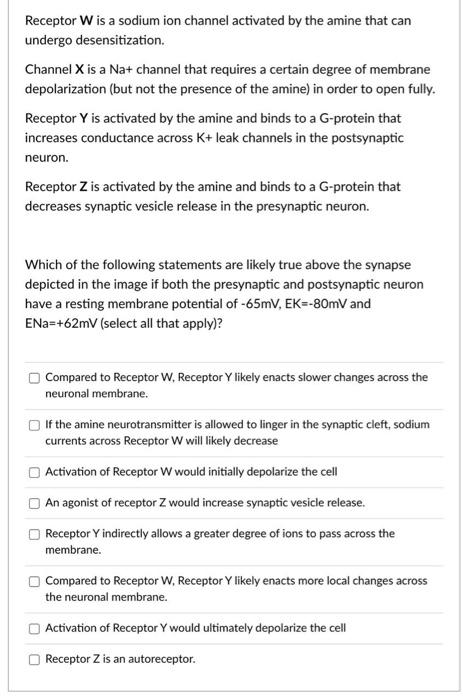 Solved In the image above, the presynaptic neuron releases | Chegg.com