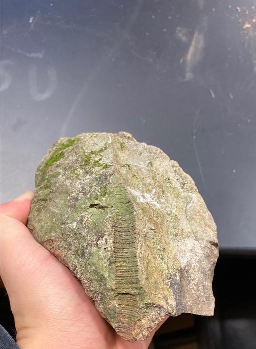 Solved need help identifying this fossil! thank you | Chegg.com