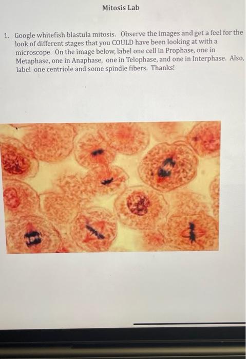 Solved Mitosis Lab 1. Google whitefish blastula mitosis. | Chegg.com