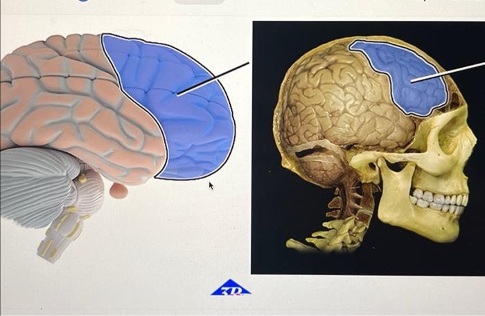 Solved Which structure is highlighted and indicated by the | Chegg.com