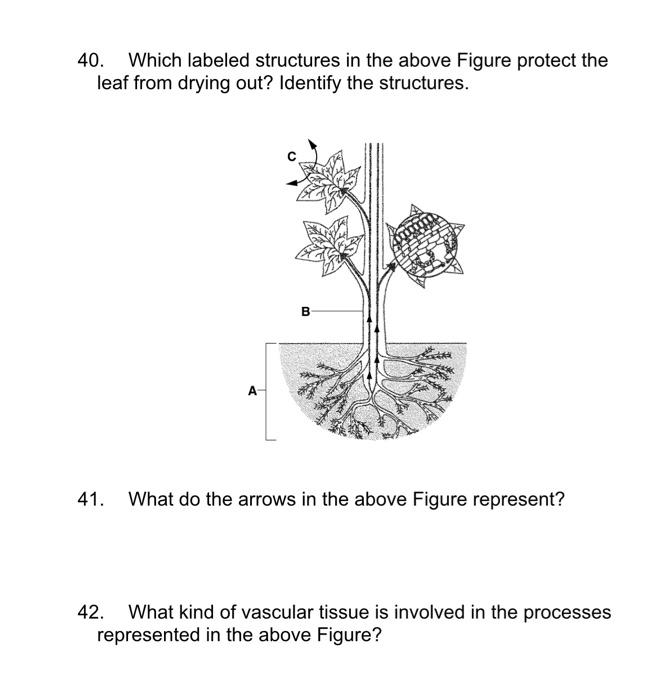 Solved 40. Which labeled structures in the above Figure | Chegg.com