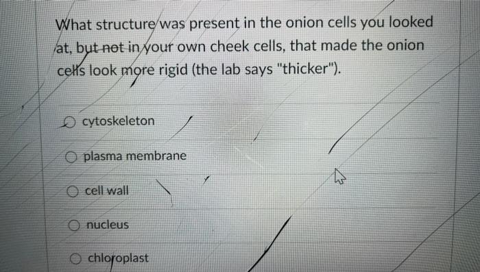 Solved What structure was present in the onion cells you | Chegg.com