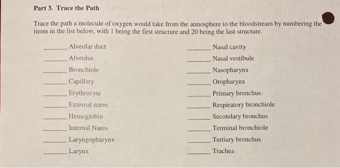 Solved Part 3. Trace the Path Trace the path a molecule of | Chegg.com