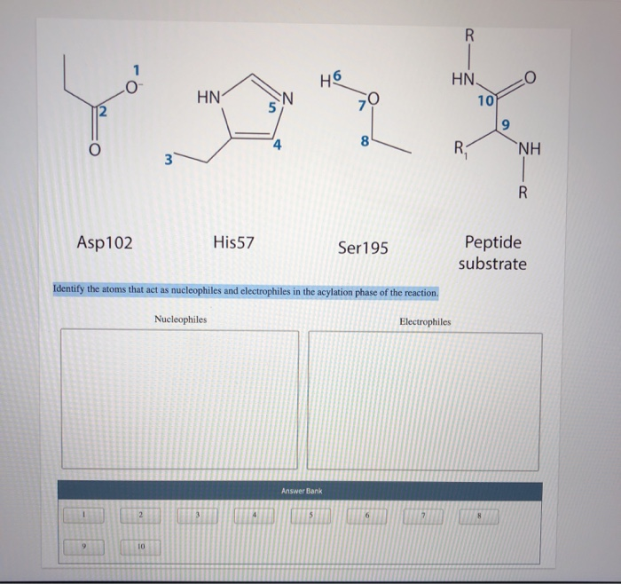 Solved H6 HNO 101 R NH Asp 102 His57 Ser195 Peptide | Chegg.com