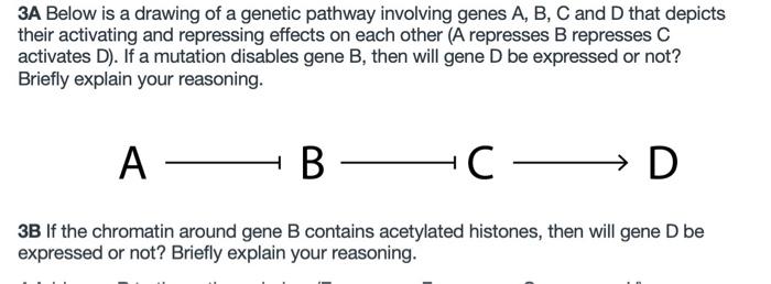Solved 3A Below is a drawing of a genetic pathway involving | Chegg.com