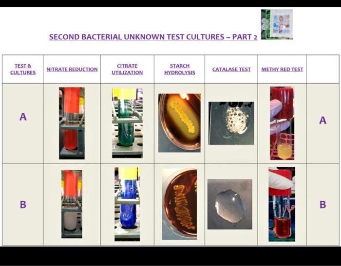 SECOND BACTERIAL UNKNOWN TEST CULTURES – (PART-1) | Chegg.com