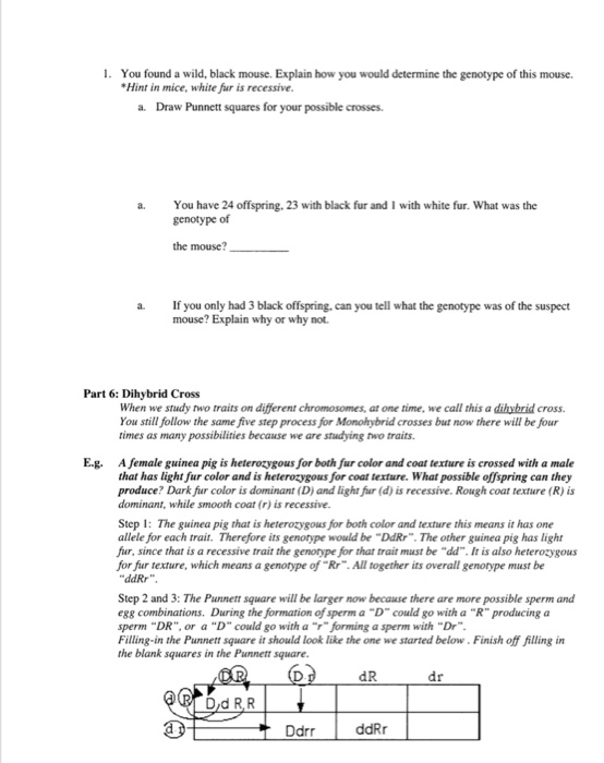 Solved Genetics Worksheet Part 1 Introduction: 1. Describe | Chegg.com