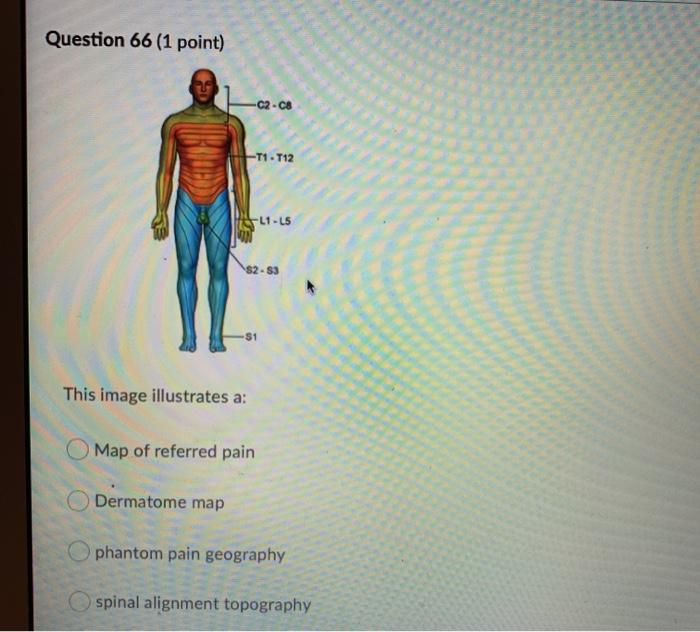 Solved Question 66 (1 point) C2-C8 -11-T12 -L1-L5 UN S2-S3 | Chegg.com