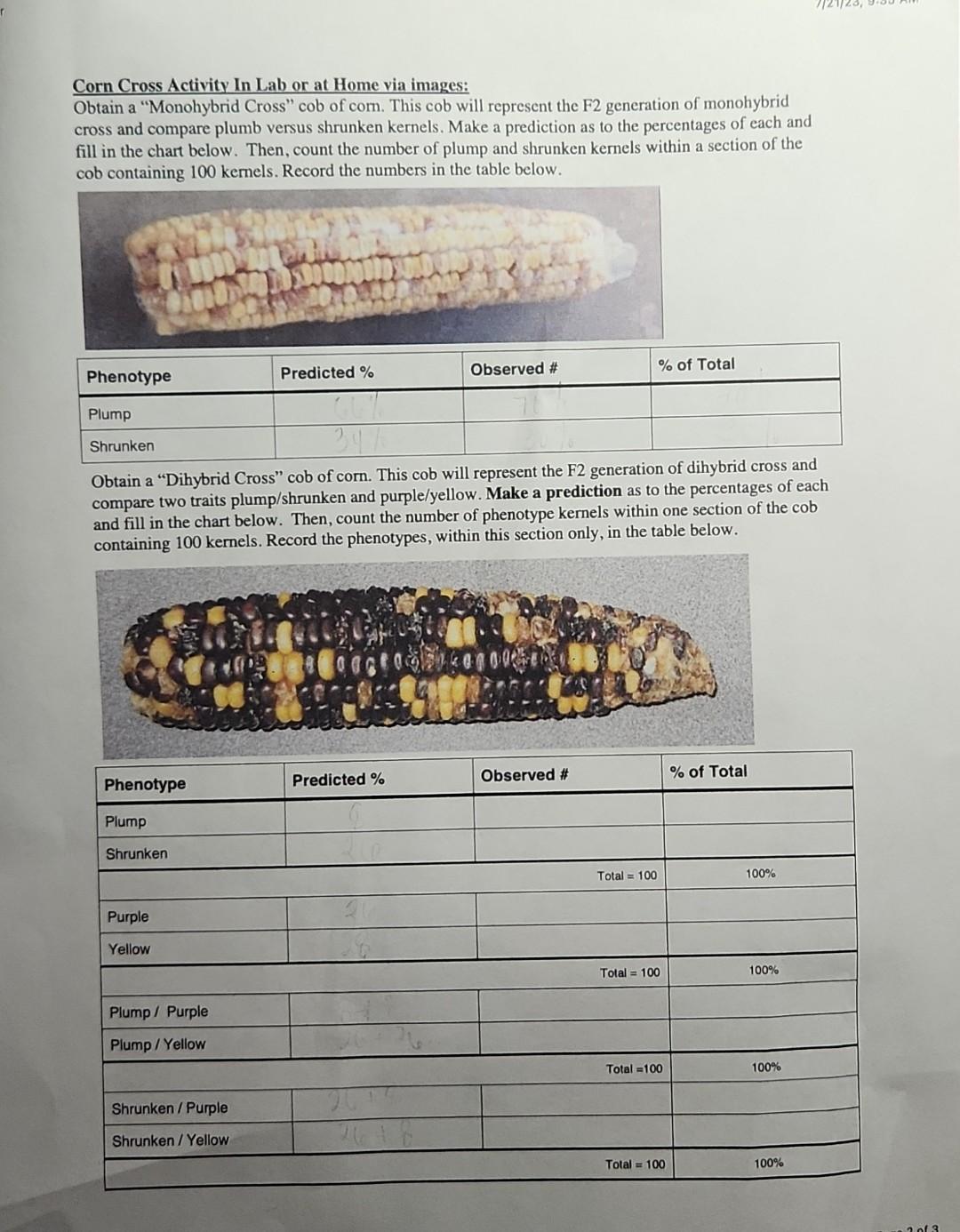 Solved Corn Cross Activity In Lab or at Home via images: | Chegg.com