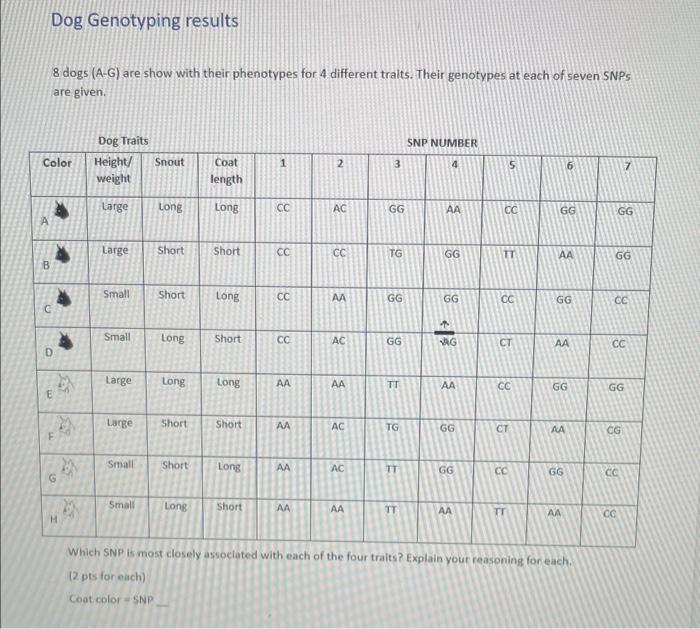 Solved Dog Genotyping results 8 dogs (A−G) are show with | Chegg.com
