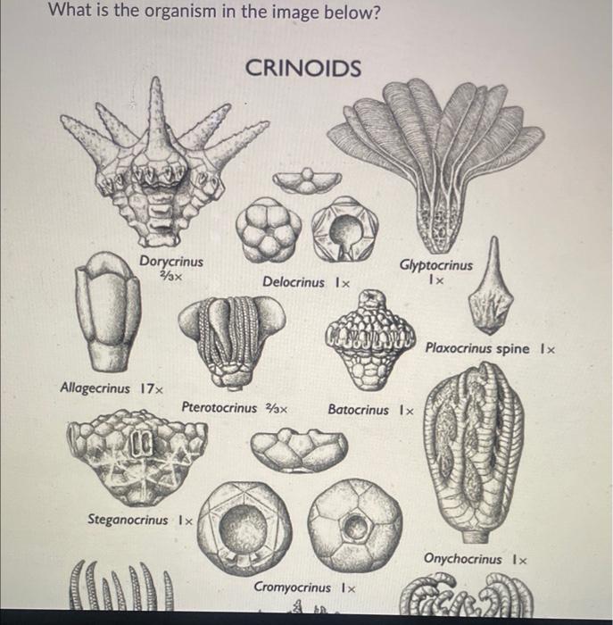 What is the organism in the image below?3/3x | Chegg.com
