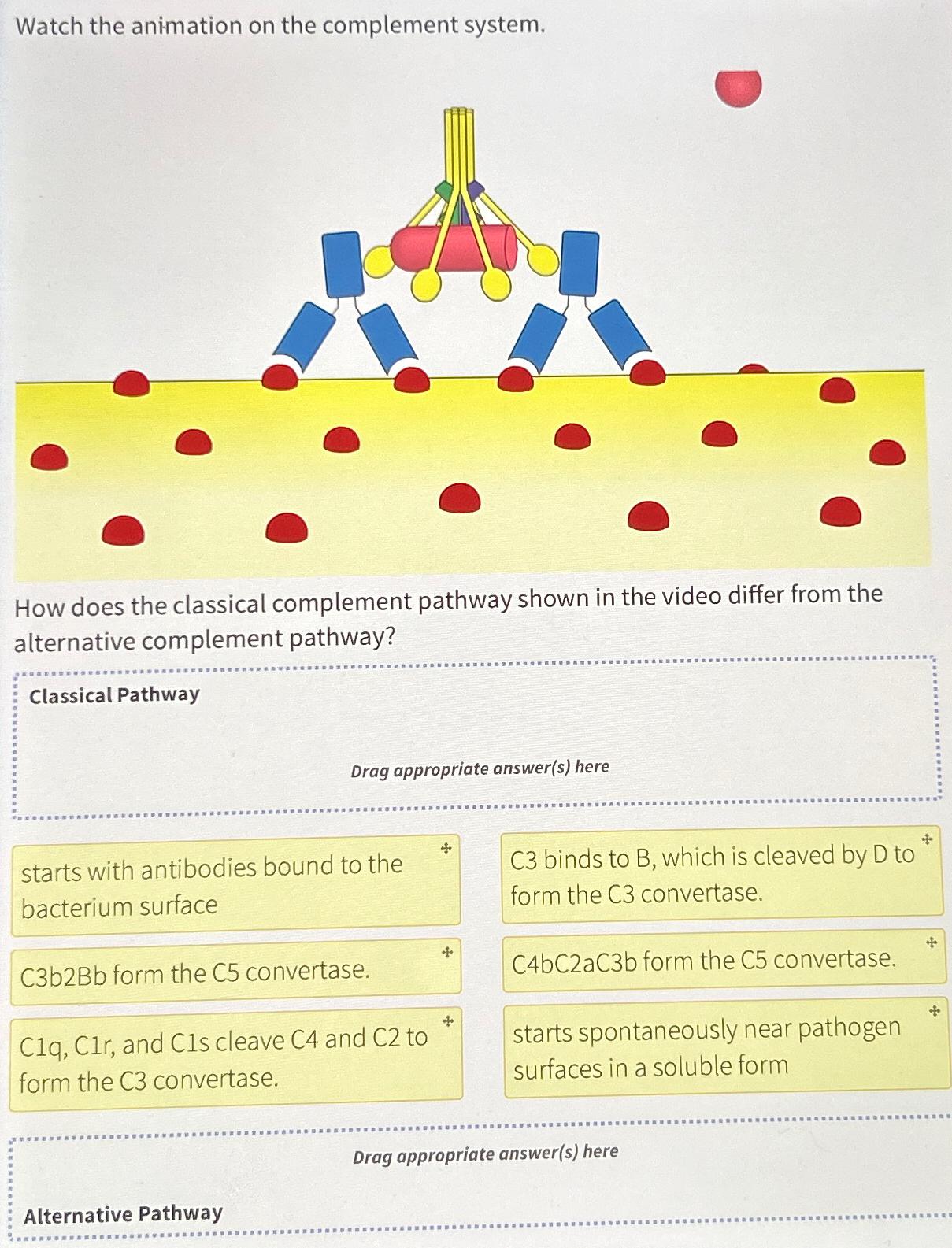 Solved Watch the animation on the complement system.\\nHow | Chegg.com