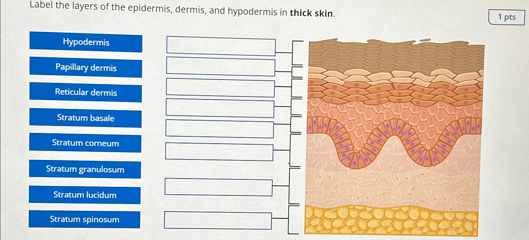 Solved Label the layers of the epidermis, dermis, and | Chegg.com