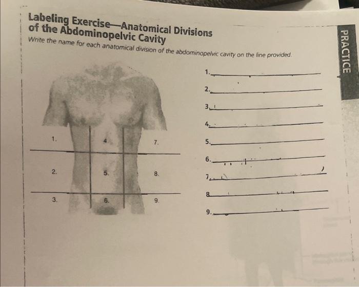 Solved Labeling Exercise-Anatomical Divisions of the | Chegg.com