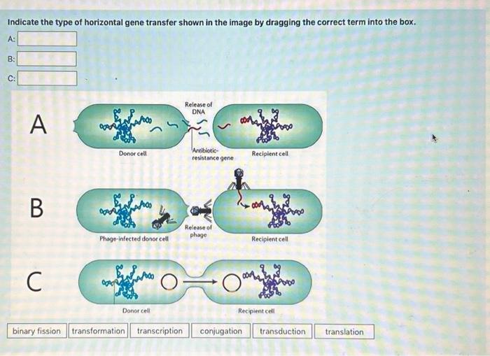 Solved Indicate the type of horizontal gene transfer shown | Chegg.com