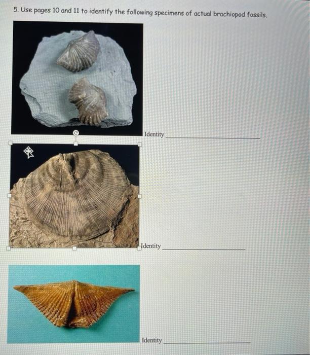 Solved 3. A modern clam has to use its muscles to keep its | Chegg.com