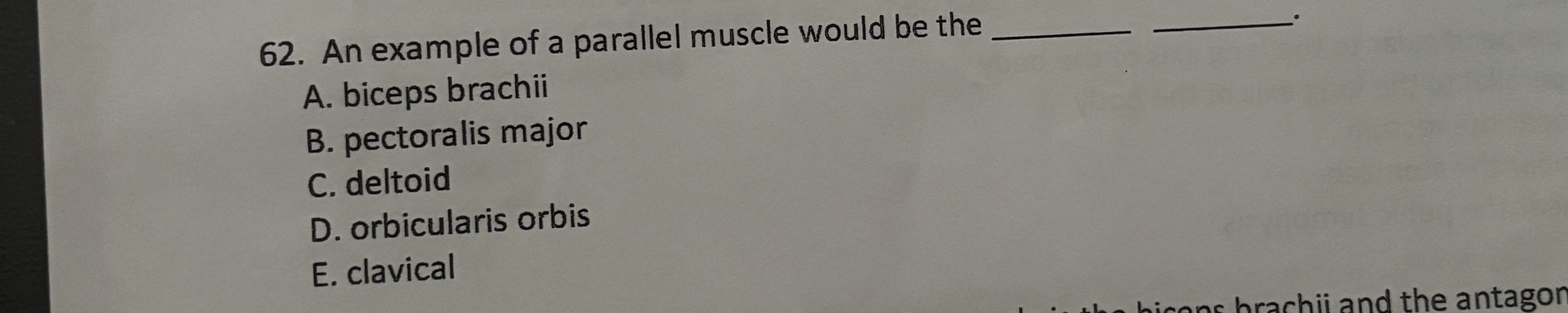 Solved An example of a parallel muscle would be the q,A. | Chegg.com