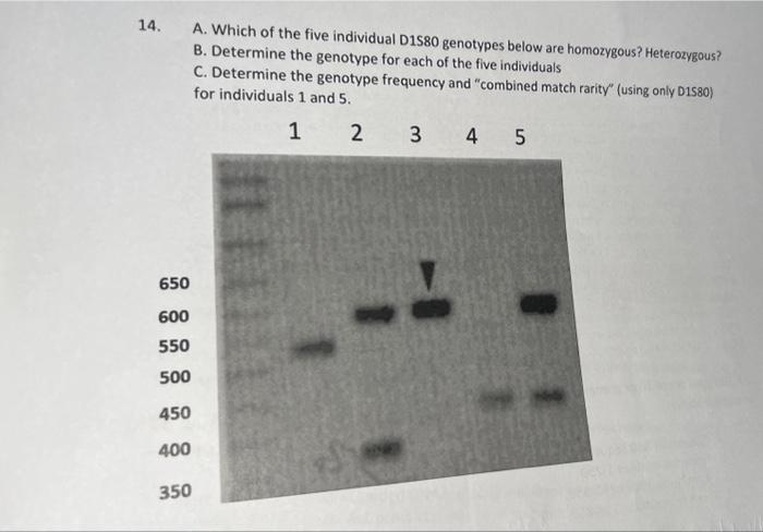 14. A. Which of the five individual D1S80 genotypes | Chegg.com