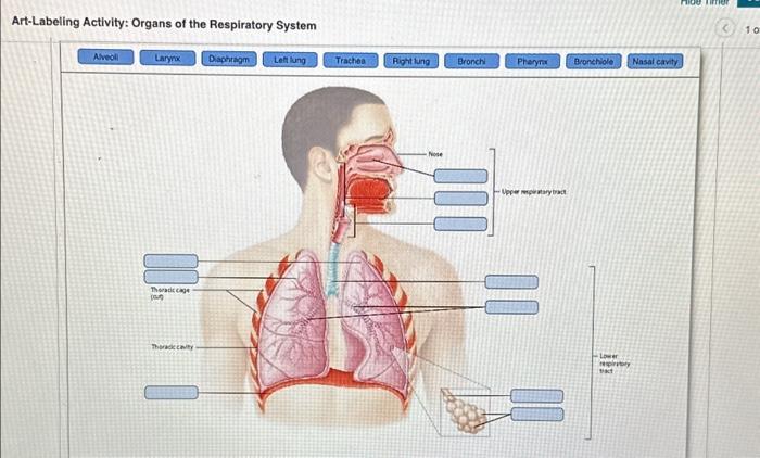 Solved Art-Labeling Activity: Organs of the Respiratory | Chegg.com