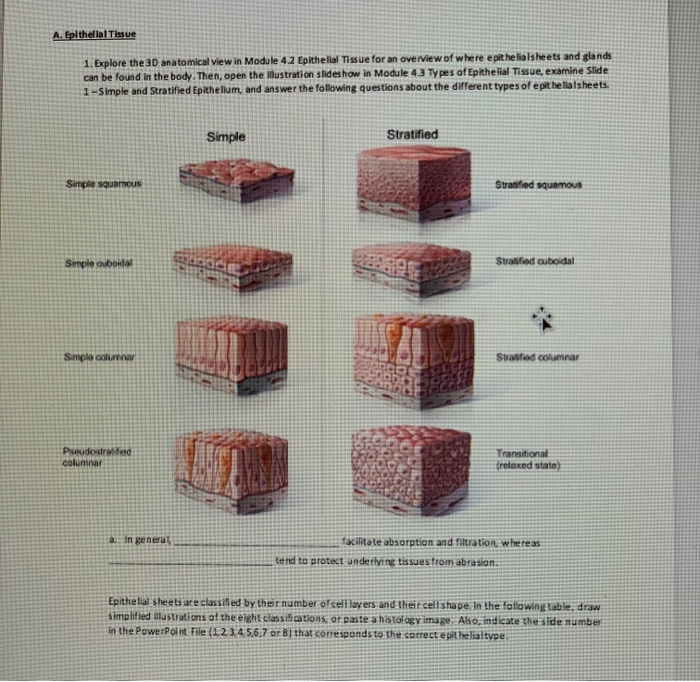 A. Epithelial Tissue 1. Explore the 3D anatomical | Chegg.com