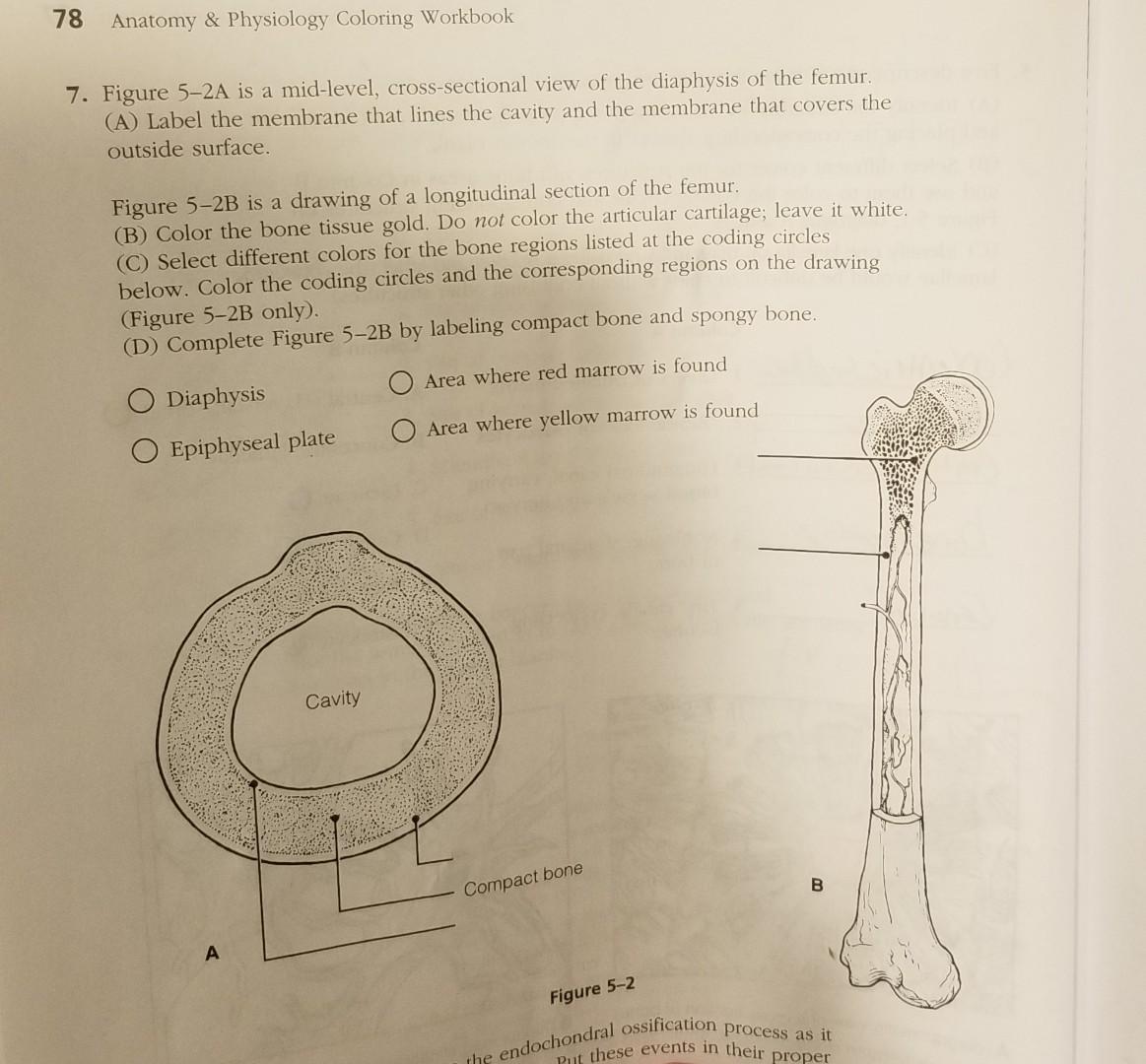Solved the endochondral ossification process as it Put these | Chegg.com