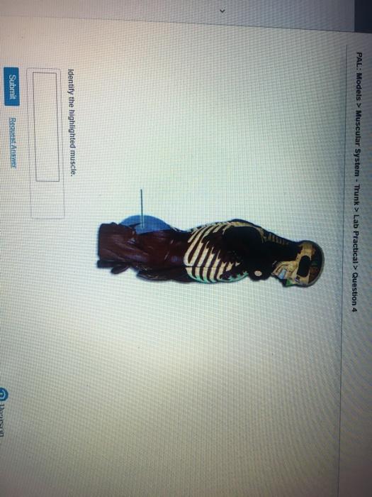 Solved PAL: Models > Muscular System - Trunk > Lab Practical | Chegg.com